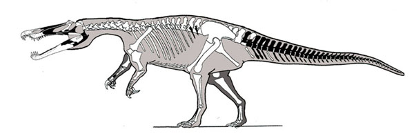 Suchosaurus